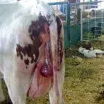 Detención das últimas vacas: Causas e síntomas, esquema de tratamento e prevención 5768_8