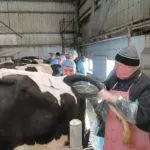 بازداشت آخرین گاوها: علل و علائم، درمان و پیشگیری 5768_9