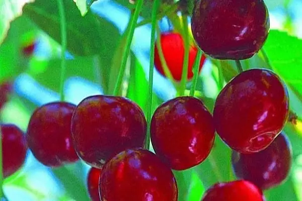 Cherry Zhivitsa