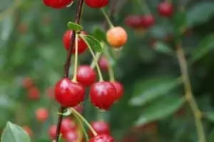 Penerangan dan ciri-ciri Cherry Sudarushka Variety, penanaman dan penjagaan
