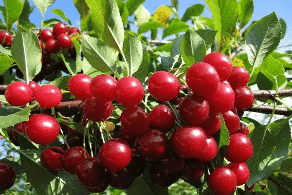 Red Berries.