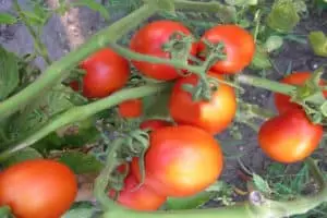 وصف الطماطم الطماطم Lagid، خصائصها