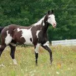 Poggy koně: Jaká je barva a popis 3 nejlepších plemen, problémů 5772_3