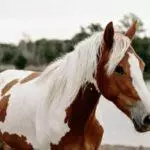 Poggy Horses: Jaki jest kolor i opis 3 najlepszych ras, problemów 5772_4