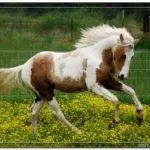 Ngựa Poggy: Màu sắc và mô tả của 3 giống tốt nhất, vấn đề là gì 5772_5