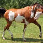 Ngựa Poggy: Màu sắc và mô tả của 3 giống tốt nhất, vấn đề là gì 5772_7