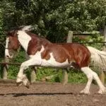 Poggyy घोडा: only उत्तम प्रजाति, समस्याहरु को रंग र विवरण के हो 5772_8
