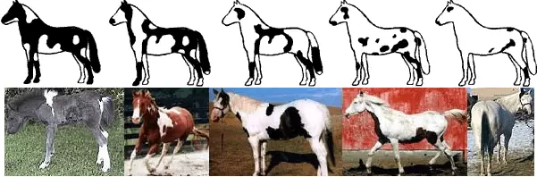 Màu gì được gọi là Peg Malia và mô tả về 3 tảng đá của ngựa, vấn đề của chúng