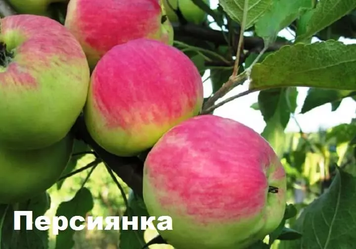 Apple Tree Persysk