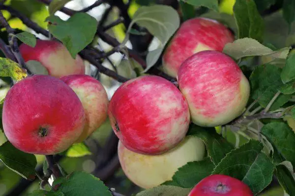 Perseg Apple Tree