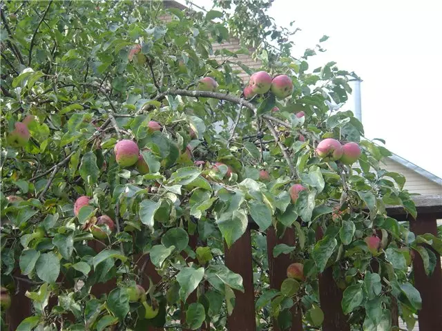 Pemë e mollës persisht