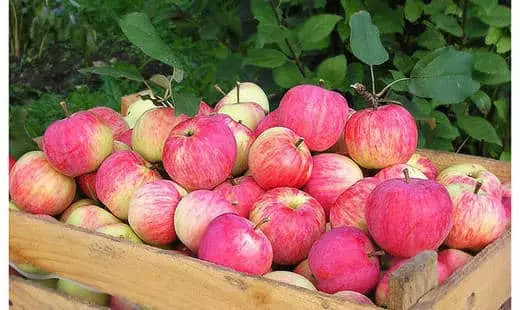 Apple Tree Persian