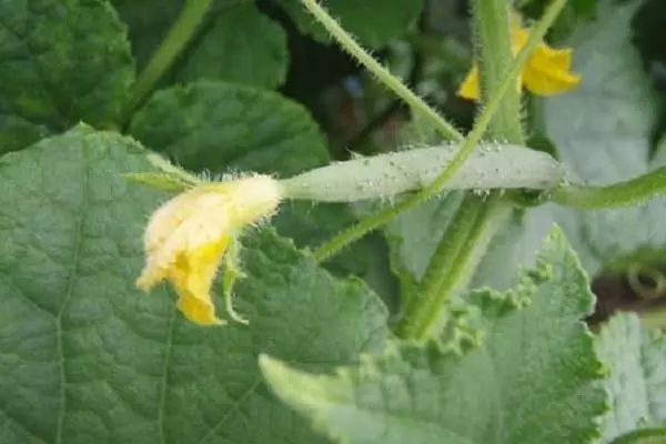 Ní dhéantar cucumbers a dhoirteadh