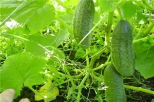 Опис сорти огірків Ластівка, особливості вирощування та догляду