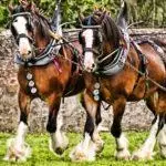 PondaDal Horses Arraza: Eskoziako pisu astunen eta haien edukien deskribapena 5778_9