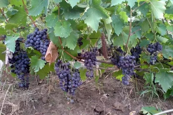 Breakdi viinamarjad