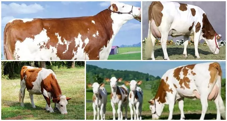 モンベリアードの牛の品種