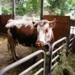 Монбельярдская порода корів: опис і характеристика, зміст 5780_12
