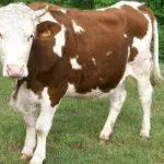 Монбельярдская порода корів: опис і характеристика, зміст 5780_2