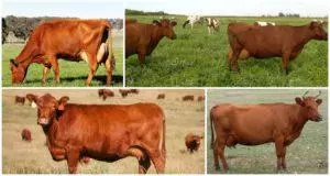 Опис і характеристика корів червоної степової породи, їх зміст