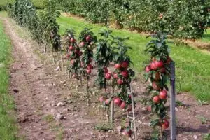Milyen típusú almafák a törpékre alkalmasak az ország területének növelésére
