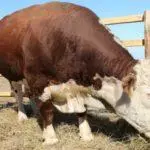 Kazakh Belogol: Karakteristik jenis lan apa sing katon kaya calves 5782_12