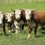Kazakh Belogol: ciri tina breed sareng naon anak sapi sapertos 5782_13