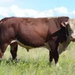 Kazakh Belogol: the characteristic of the breed and what the calves look like 5782_2
