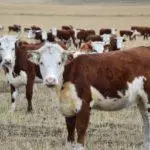 カザフ・ベロゴール：品種の特徴と子牛がどのように見えるか 5782_7