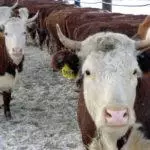 Kazakh Belogol: Karakteristik jenis lan apa sing katon kaya calves 5782_9