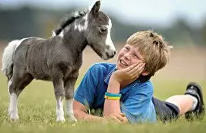 Beschrijving van mini-paarden en zorgregels, de kleinste individuen ter wereld