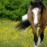 Piroplasmosis af heste: Årsager og symptomer, behandling og forebyggelse 5783_5