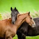 घोडा च्या पिरोप्लाज्मोसिस: कारणे आणि लक्षणे, उपचार आणि प्रतिबंध 5783_6