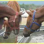 Piroplasmosis de caballos: causas y síntomas, tratamiento y prevención. 5783_7