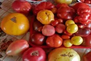 Una selección de las mejores variedades de tomates para la región noroeste.