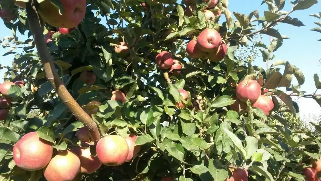 Kubanskoye Apple_barry