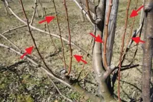 Ինչու են փոփերը հայտնվում խնձորի ծառի վրա եւ երբ անհրաժեշտ է կտրել, կանխել եւ ինչ անել