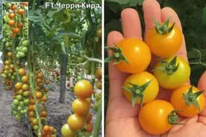 Beschreiwung vun de Varietéiten vun Tomaten Kiischte Kira an hir Charakteristiken