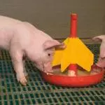 Apakah mungkin untuk memberikan babi jagung: Apa yang berguna dalam diet babi dan cara memberinya makan 5792_2