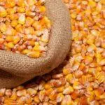 Je možné dát kukuřičné selata: co je užitečné ve stravě prasat a jak ho krmit 5792_3