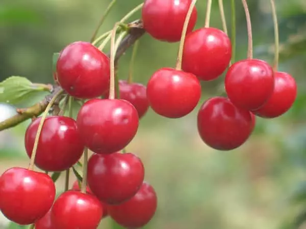 Self-free cherry varieties: description of large-scale, frost-resistant and low 5793_7