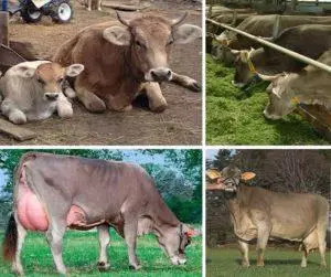 A tehenek shwitskaya fajtájának, előnyei és hátrányai