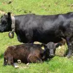 Mini kráva: popis top 7 trpasličích skály a jejich popularitu v Rusku 5794_11