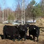 Mini tehén: A Top 7 törpe sziklák leírása és népszerűsége Oroszországban 5794_12