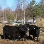 MINI COW: Danasînek ji 7 Rocksên Dwarfê yên Top û populeriya wan li Rûsyayê 5794_12