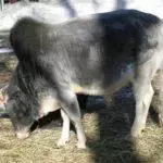 Mini-Kuh: Eine Beschreibung der Top-7-Zwergfelsen und deren Beliebtheit in Russland 5794_18