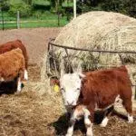 Mini kráva: popis top 7 trpasličích skály a jejich popularitu v Rusku 5794_20
