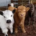 Mini kráva: popis top 7 trpasličích skály a jejich popularitu v Rusku 5794_21