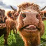 Mini-Kuh: Eine Beschreibung der Top-7-Zwergfelsen und deren Beliebtheit in Russland 5794_22