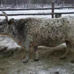 البقرة البسيطة: وصف لأفضل 7 الصخور القزم وشعبتها في روسيا 5794_7